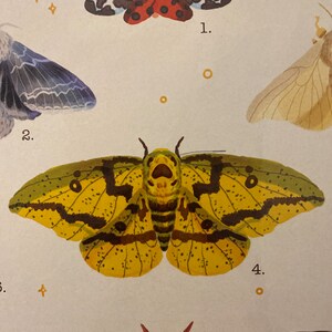Fuzzy Moth Scientific Poster 17inx11in - Etsy