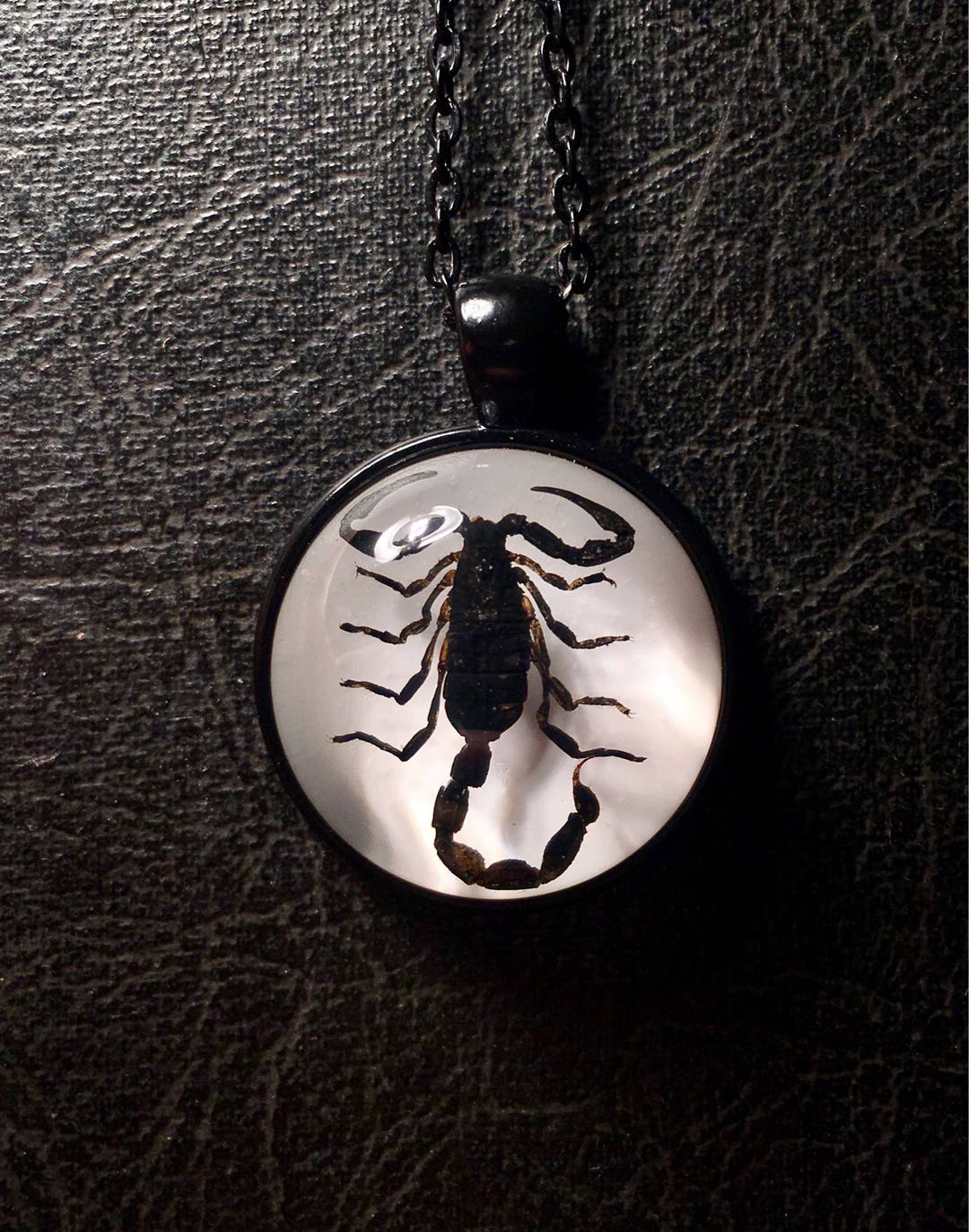 Simple Black Scorpion Specimen in Resin Oval Cameo Bug Taxidermy ...