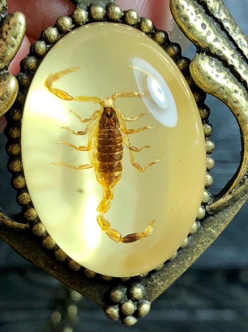 Real Golden Yellow Bark Scorpion Specimen Bronze Heart Resin Entomology ...