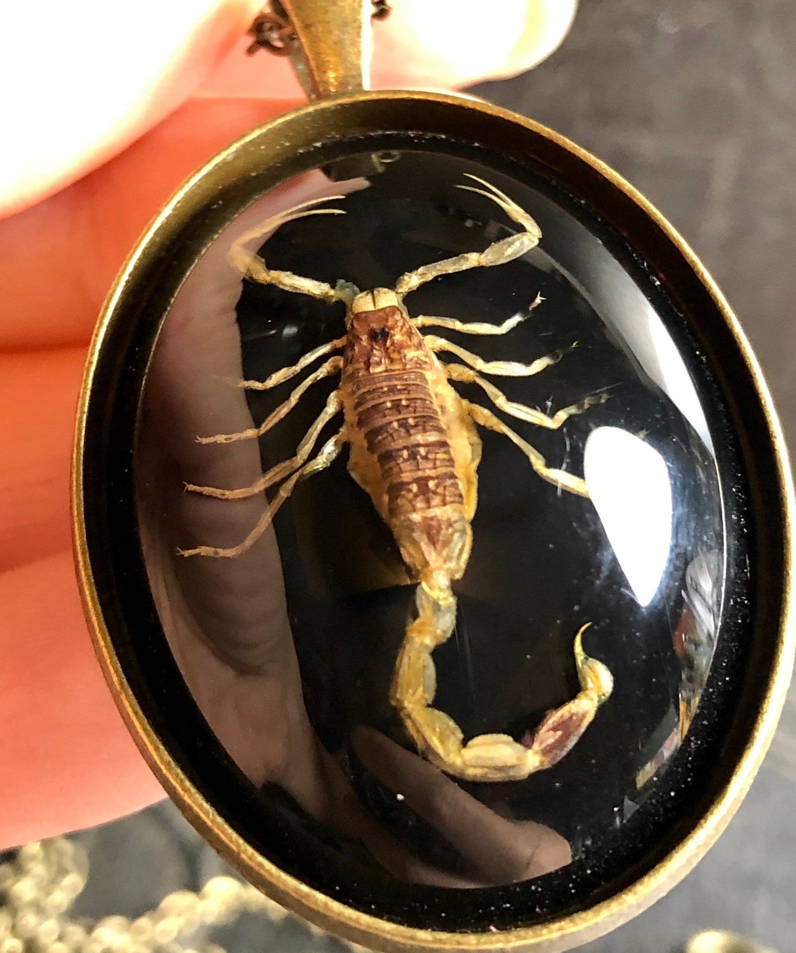 Scorpio Real Golden Yellow Bark Scorpion Specimen in Black Resin Cameo ...