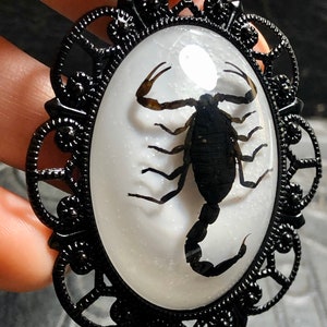Huge Real Black Scorpion Preserved Arachnid Specimen in Resin - Etsy