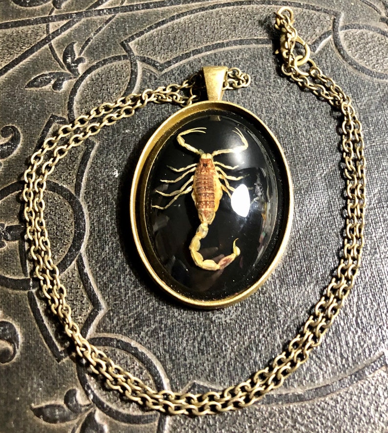 Scorpio Real Golden Yellow Bark Scorpion Specimen in Black Resin Cameo ...