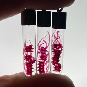 Real Diaphonized Snake Bones Visible Skeleton Pink Specimen Ribs ...