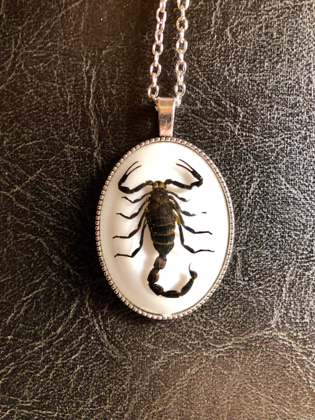Huge Black Scorpion Arachnid Specimen in Resin Lady Cameo Dead Bug ...