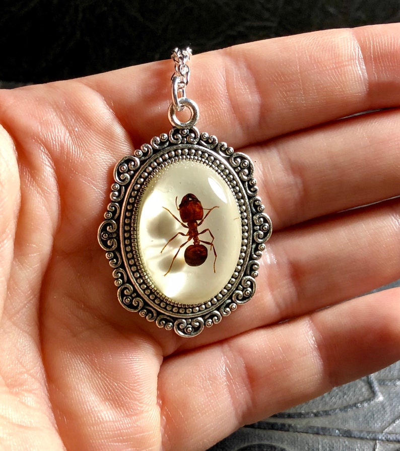 Giant Red Ant Specimen Cameo Resin Entomology Bug Real Big | Etsy