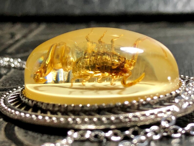 Real Golden Bark Scorpion Specimen in Resin Floating Entomology Insect ...