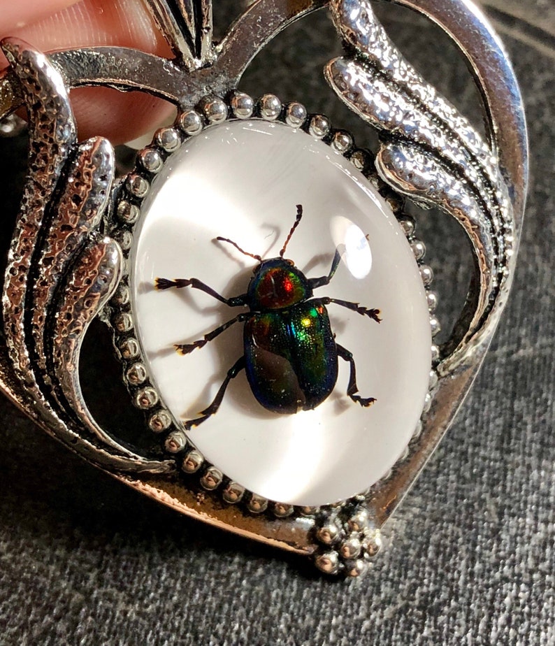 Sweet Silver Heart Real Rainbow Metallic Leaf Beetle Insect - Etsy