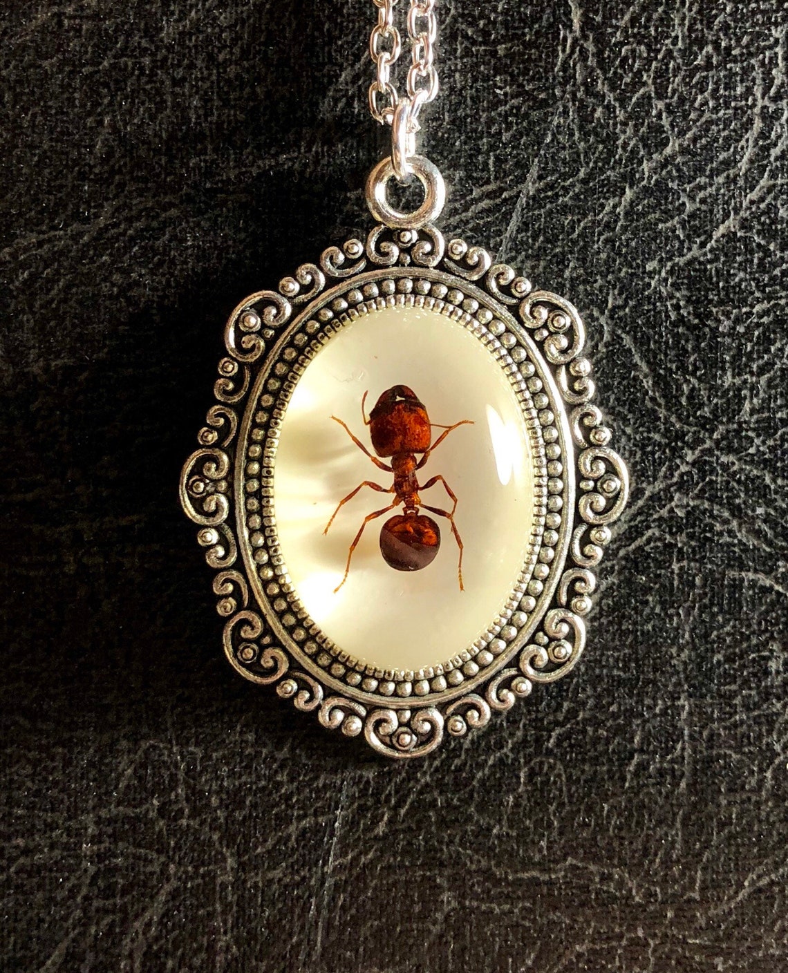 Giant Red Ant Specimen Cameo Resin Entomology Bug Real Big | Etsy