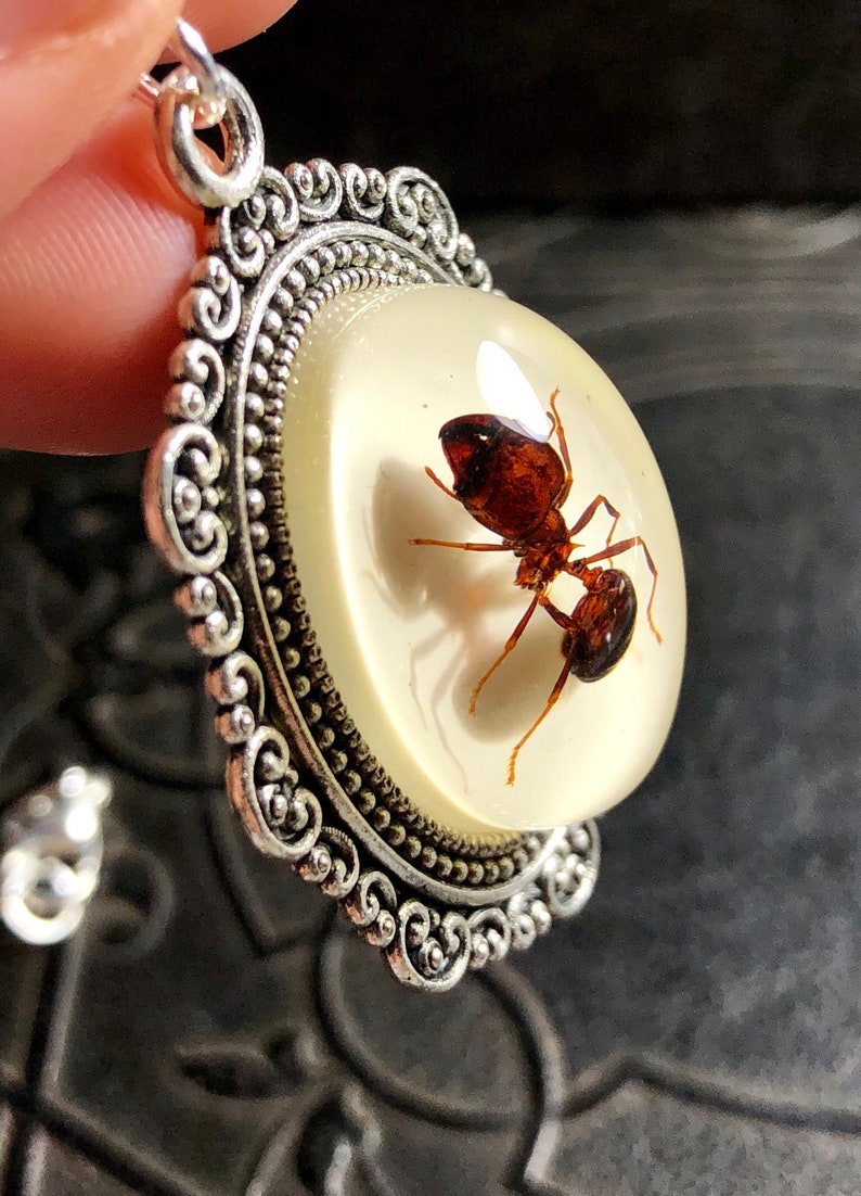 Giant Red Ant Specimen Cameo Resin Entomology Bug Real Big | Etsy