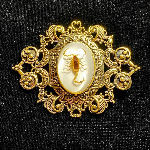 Huge Framed Real Black Scorpion Brooch Preserved Arachnid - Etsy