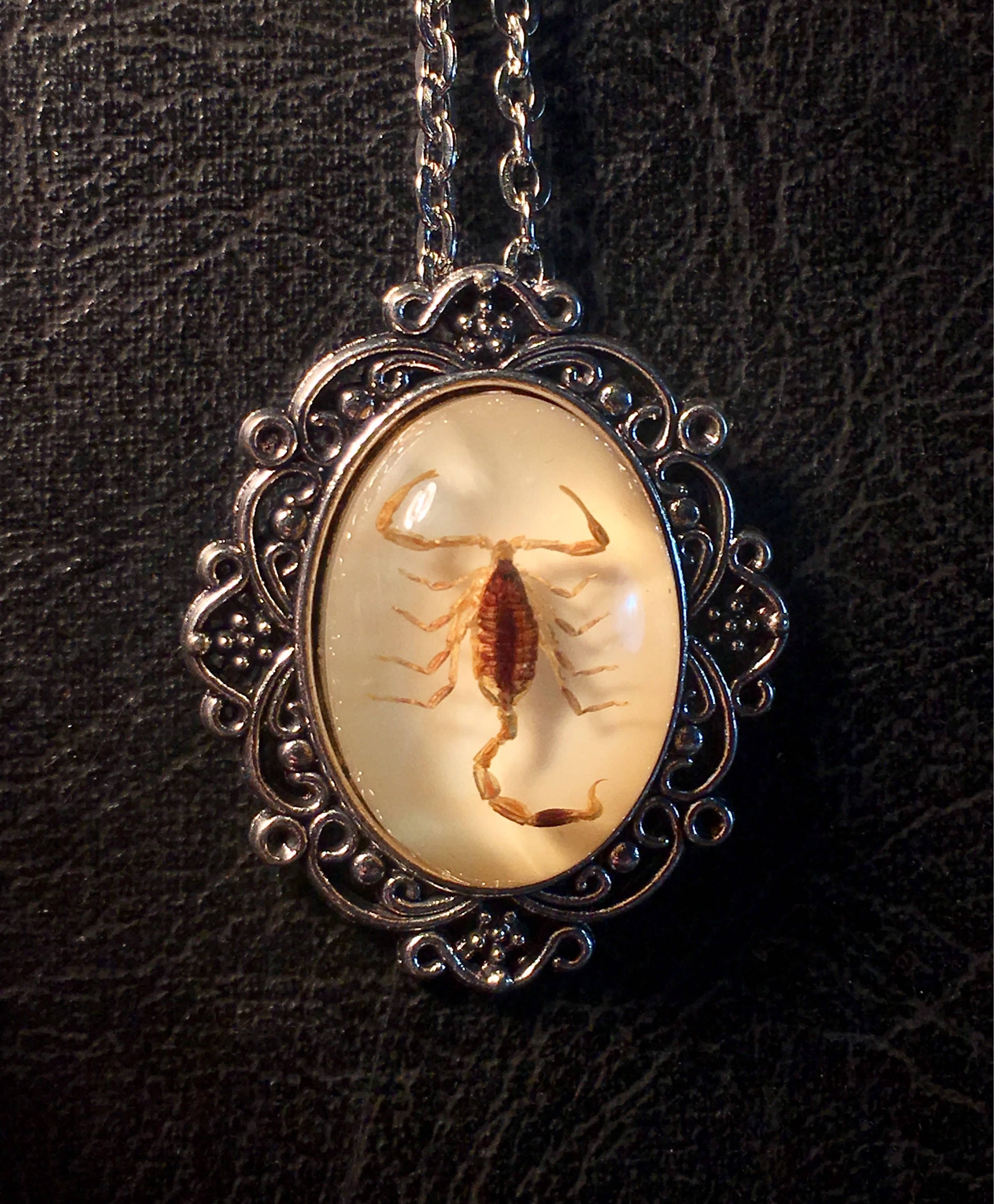 Real Golden Bark Scorpion Specimen in Resin Floating Entomology Insect ...