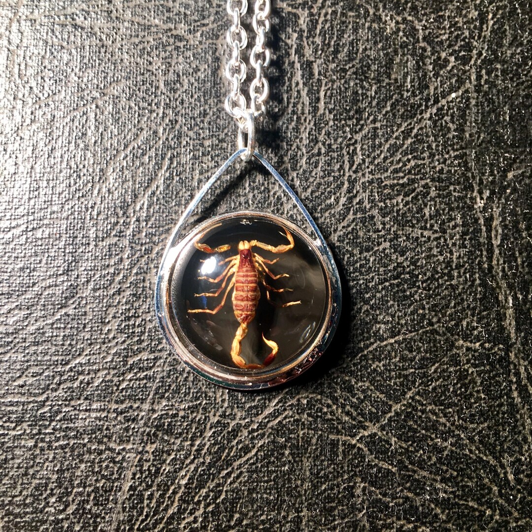Silver Drop Golden Scorpion Specimen in Resin Open Cameo Taxidermy Bug ...