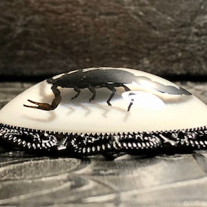 Huge Real Black Scorpion Preserved Arachnid Specimen in Resin - Etsy