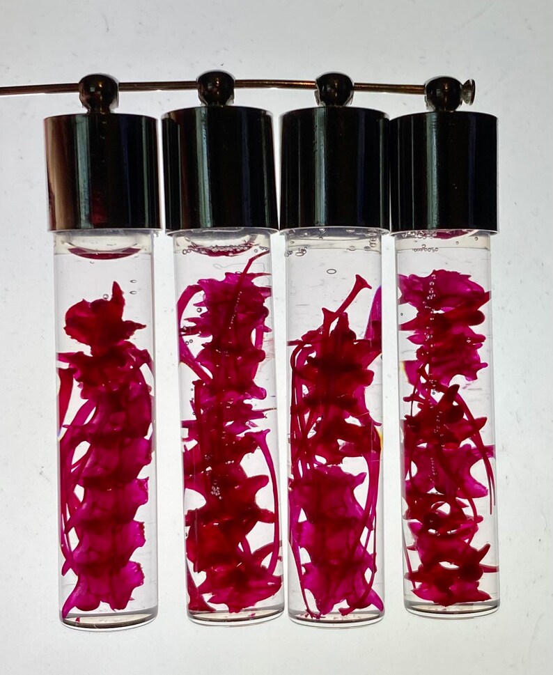 Real Diaphonized Snake Bones Visible Skeleton Pink Specimen Ribs ...