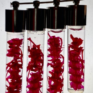 Real Diaphonized Snake Bones Visible Skeleton Pink Specimen - Etsy