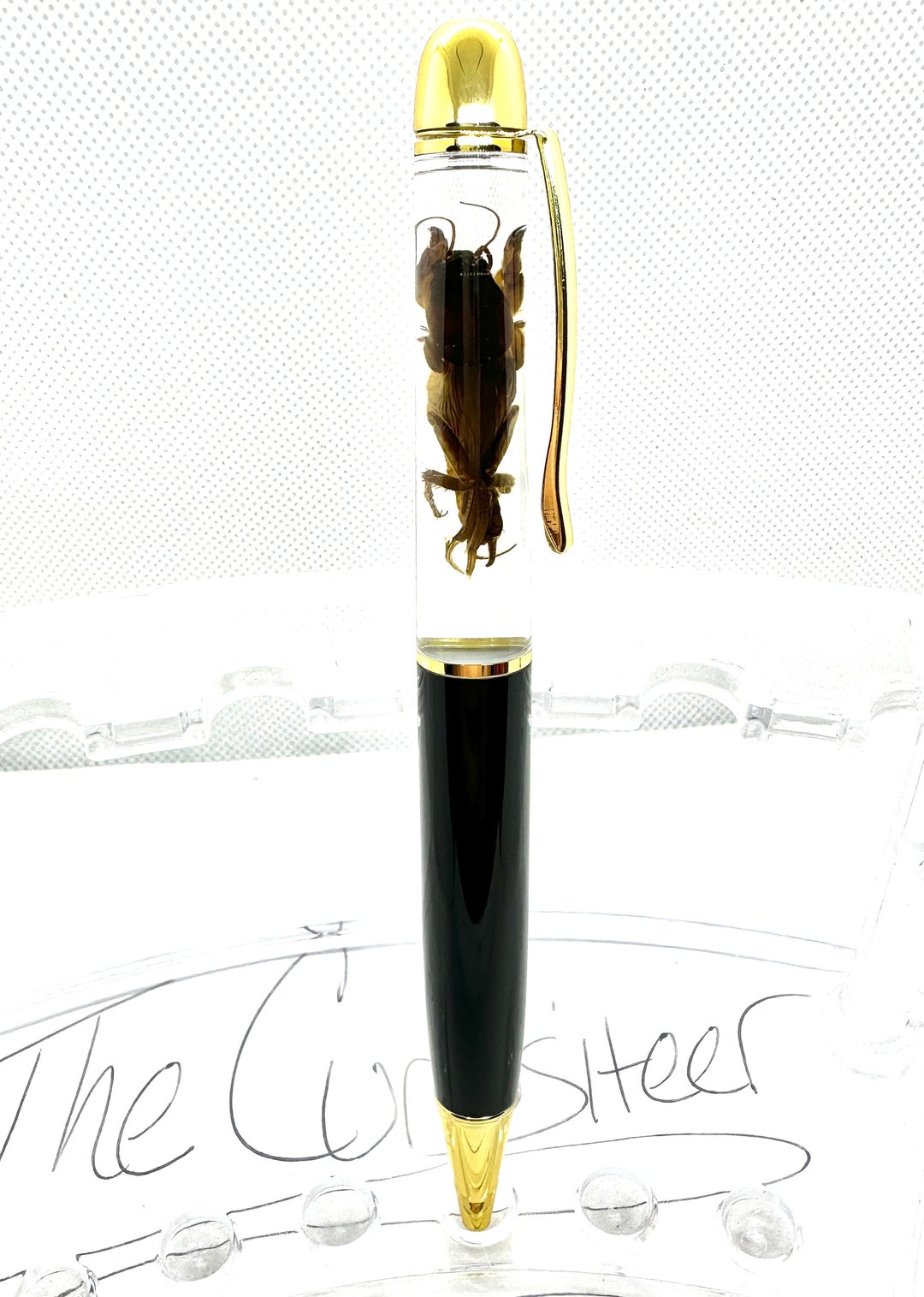 Real Giant Mole Cricket Specimen Ink Pen Black Bizarre Bug Floating ...