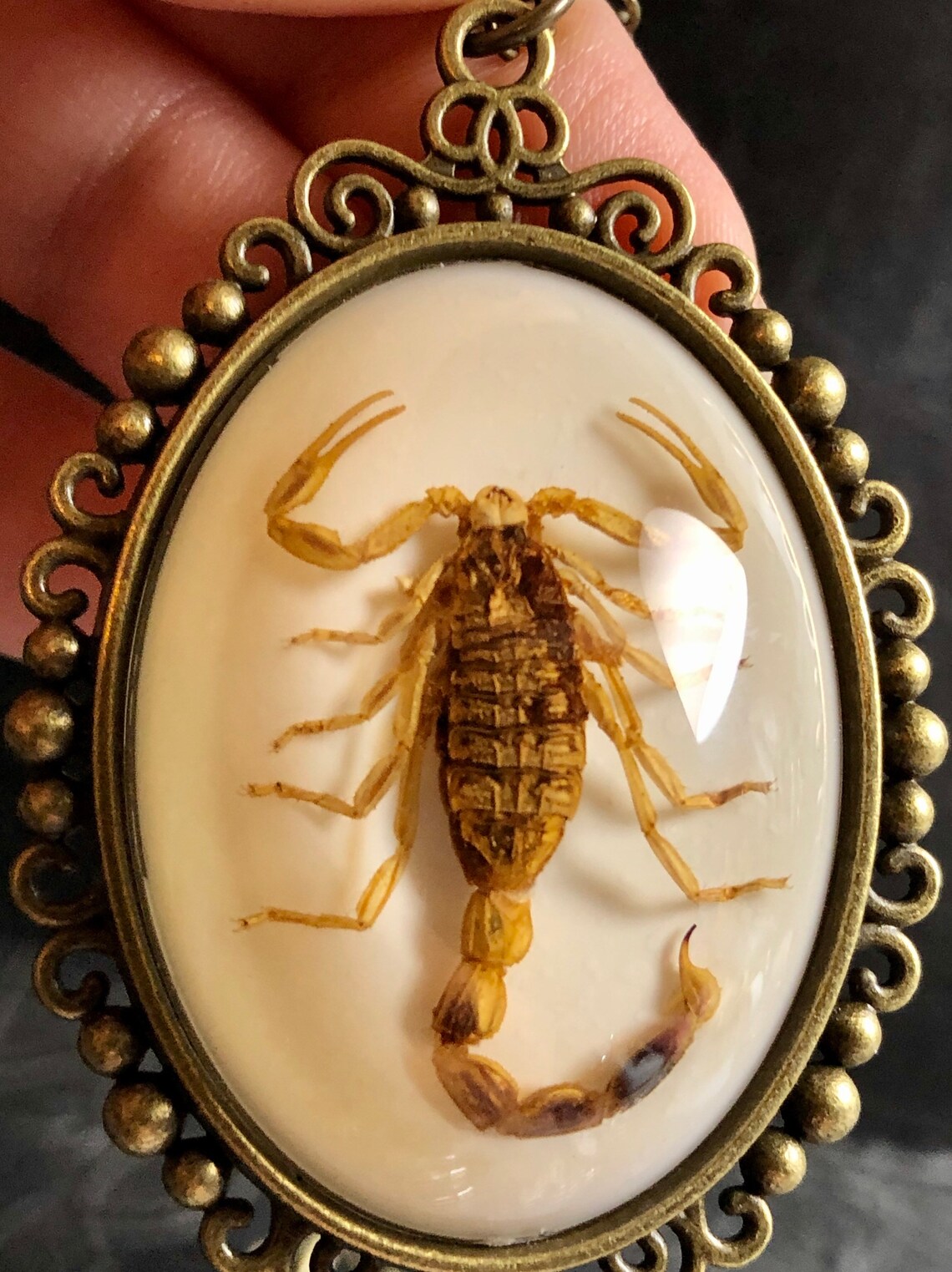 Huge Real Golden Yellow Scorpion Specimen in White Resin Cameo Bronze ...