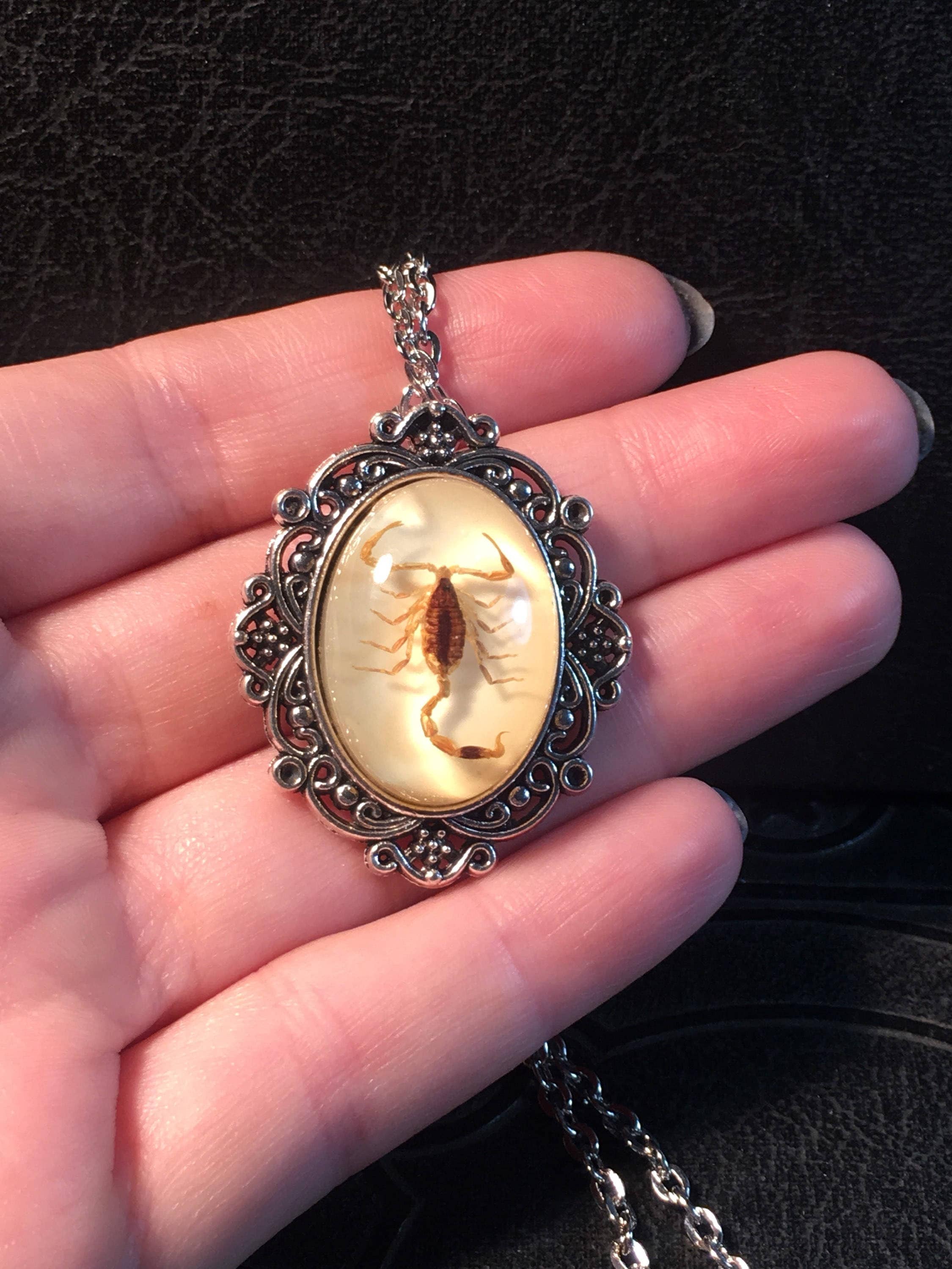 Real Golden Bark Scorpion Specimen in Resin Floating Entomology Insect ...