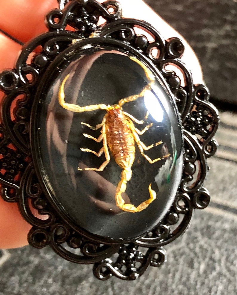 Golden Bark Scorpion Specimen on Black on Black Resin Enamel Cameo ...