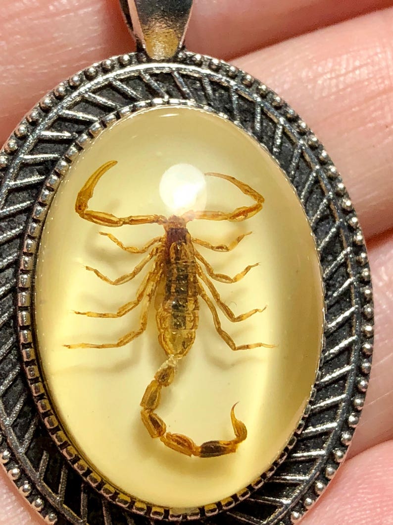 Real Golden Bark Scorpion Specimen in Resin Floating Entomology Insect ...