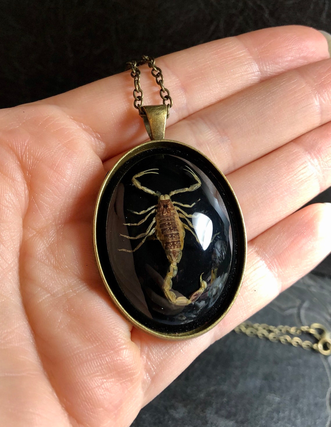 Scorpio Real Golden Yellow Bark Scorpion Specimen in Black Resin Cameo ...