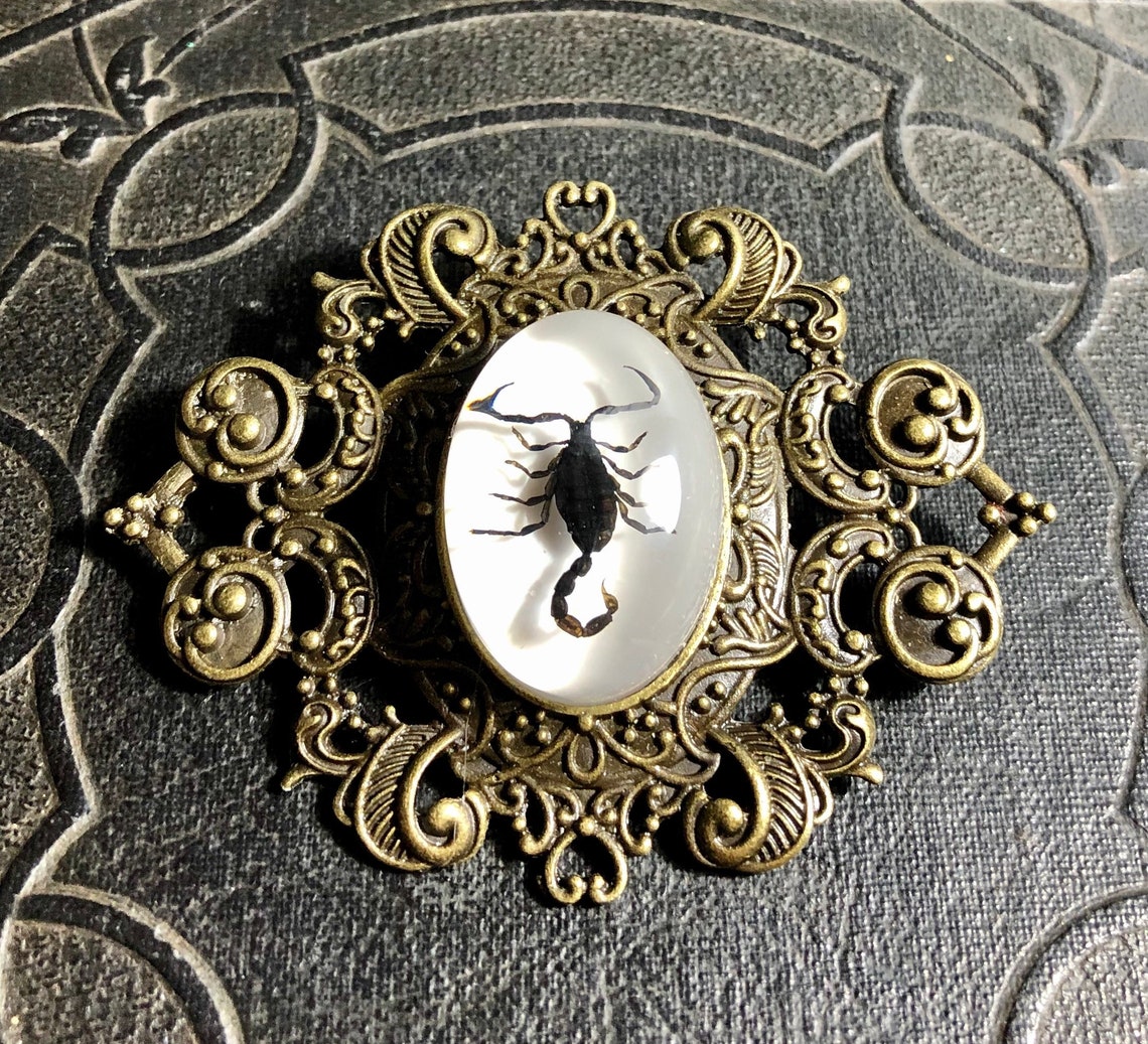 Huge Framed Real Black Scorpion Brooch Preserved Arachnid - Etsy