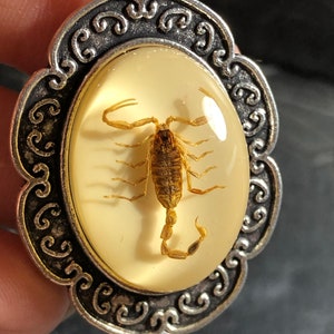 Real Golden Bark Scorpion Specimen in Resin Floating Entomology Insect ...