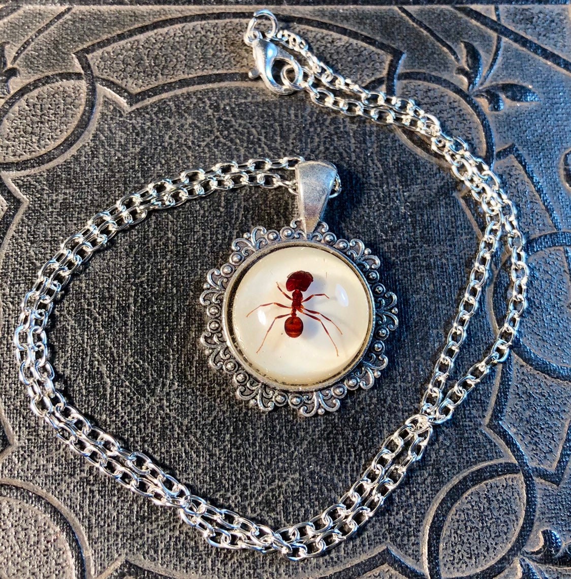 Big Head Red Ant Specimen 20mm Round Cameo Resin Entomology - Etsy