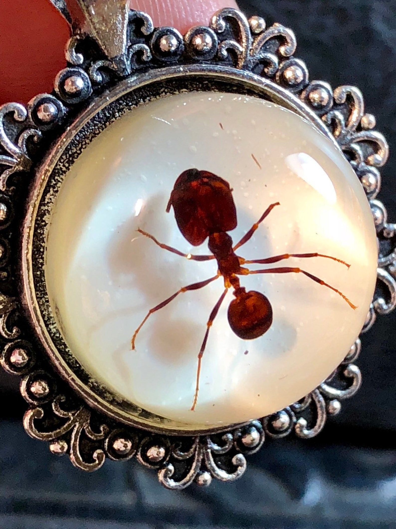Big Head Red Ant Specimen 20mm Round Cameo Resin Entomology - Etsy