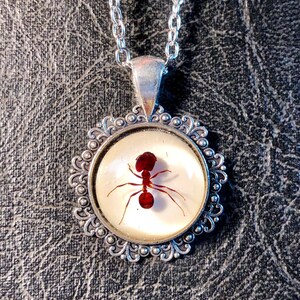 Big Head Red Ant Specimen 20mm Round Cameo Resin Entomology Bug Real ...