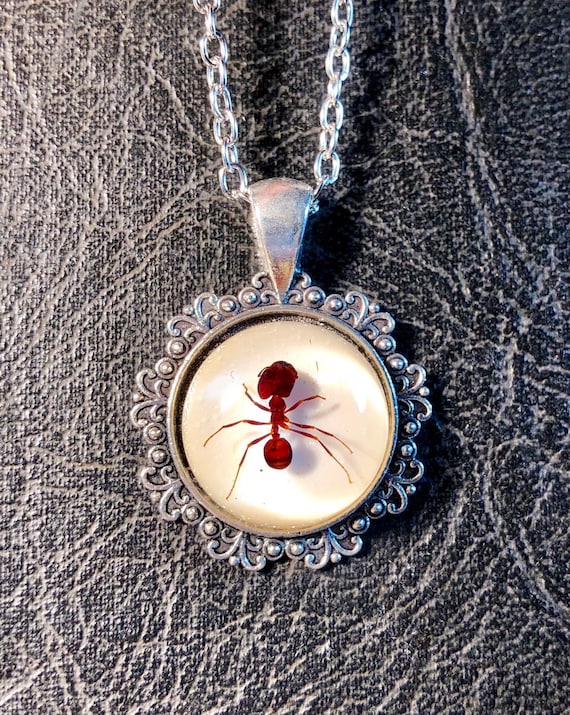 Big Head Red Ant Specimen 20mm Round Cameo Resin Entomology | Etsy