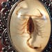 Real Golden Bark Scorpion Specimen in Resin Floating - Etsy