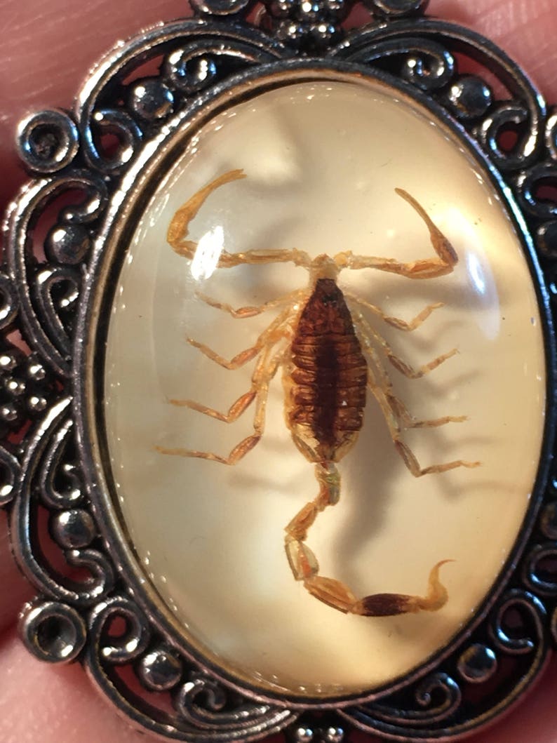 Real Golden Bark Scorpion Specimen in Resin Floating Entomology Insect ...