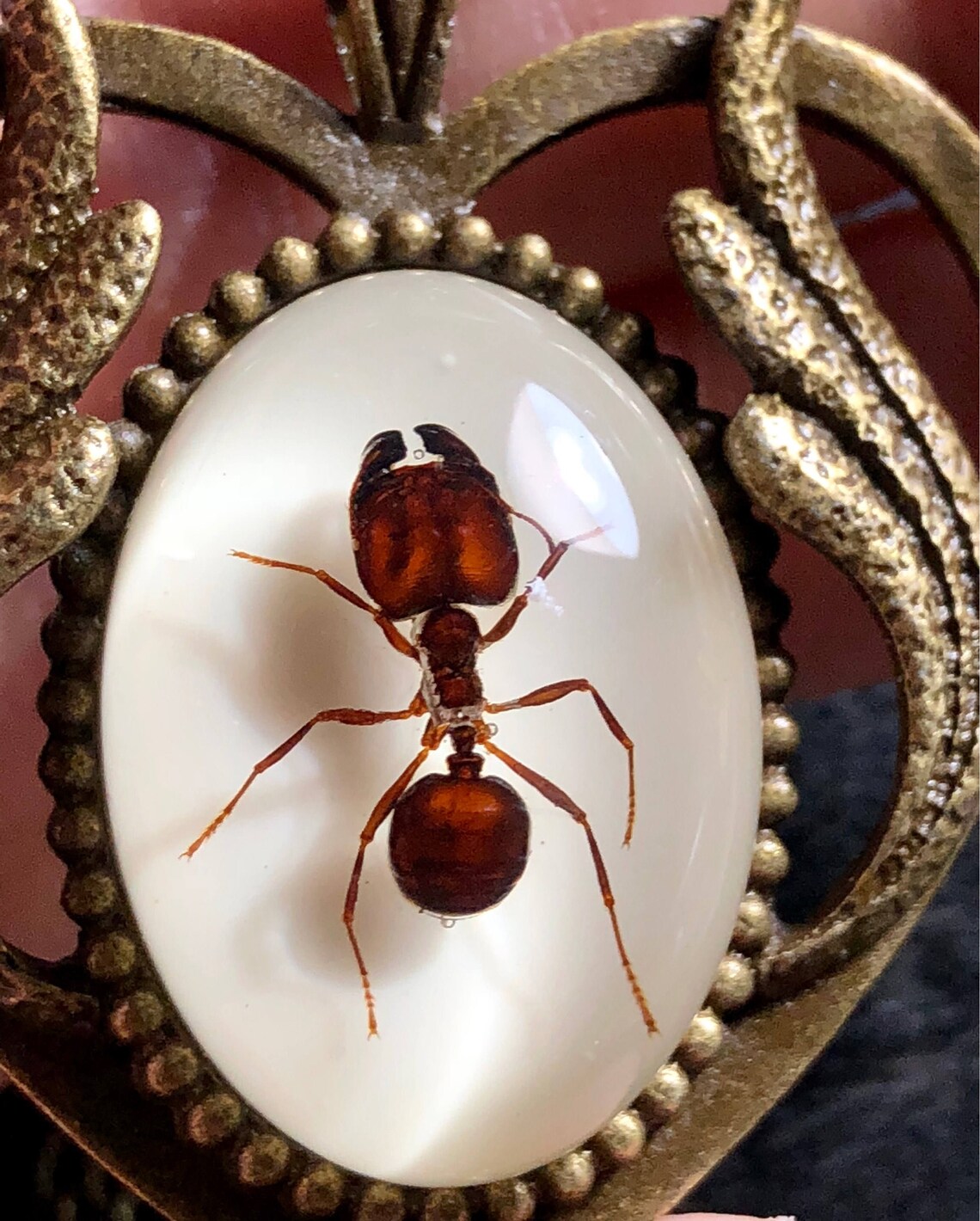 Real Big Head Giant Red Ant Specimen Heart Shaped Cameo Resin | Etsy