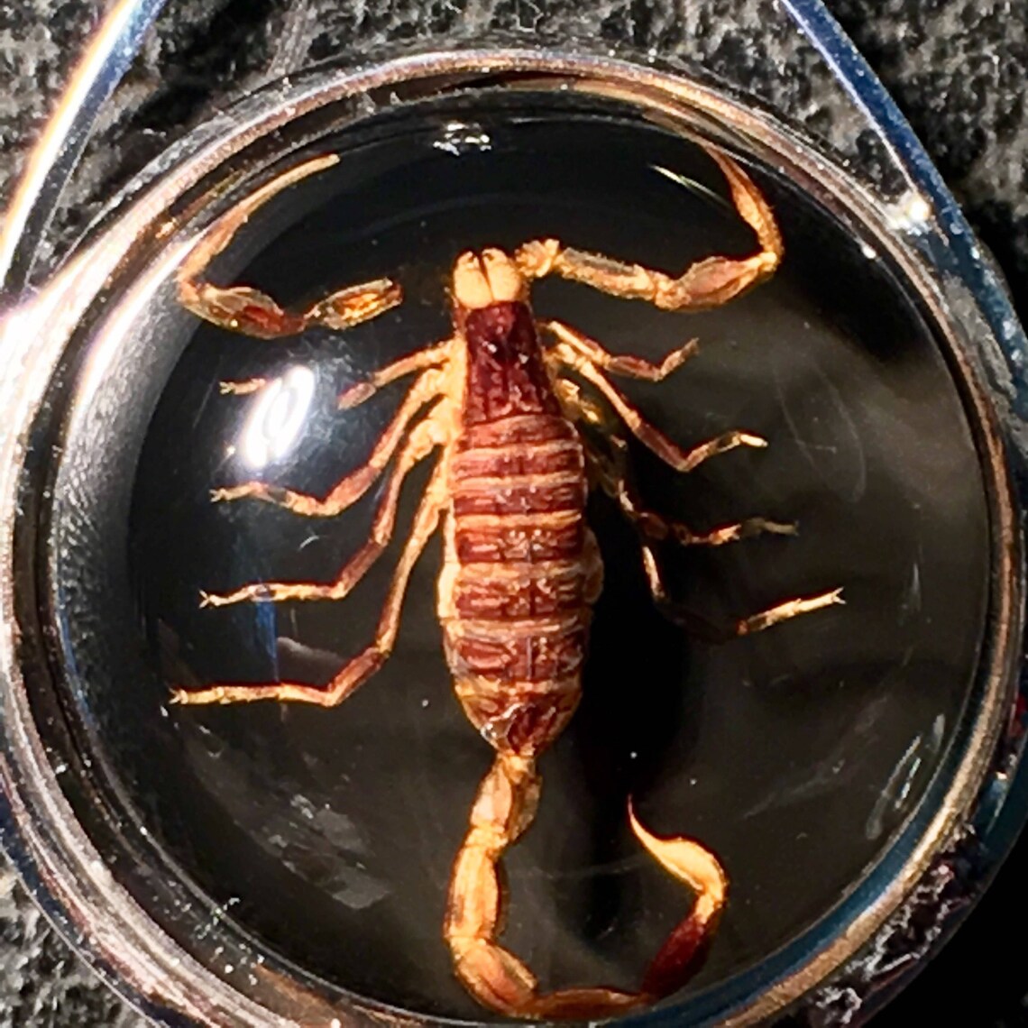 Silver Drop Golden Scorpion Specimen in Resin Open Cameo Taxidermy Bug ...