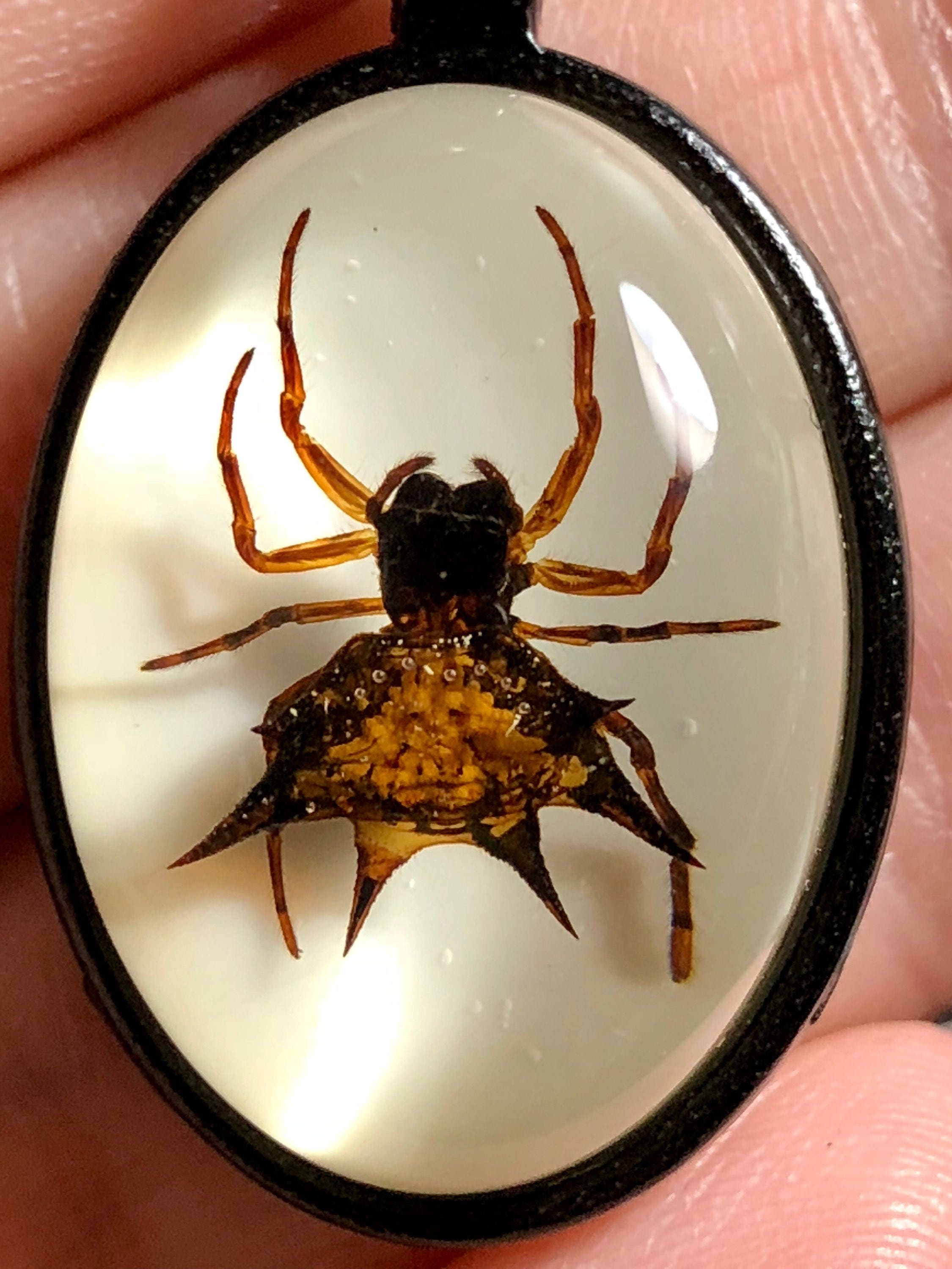 Simple Black Spiny Orb Weaver Spider Specimen in Plain Resin Simple Black Spiny Orb Weaver Spider Specimen in Plain Resin