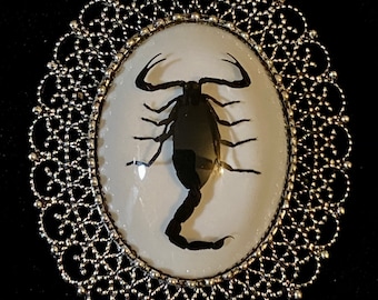 Viking Moon Black Scorpion Entomology Dead Insect Bug Specimen - Etsy