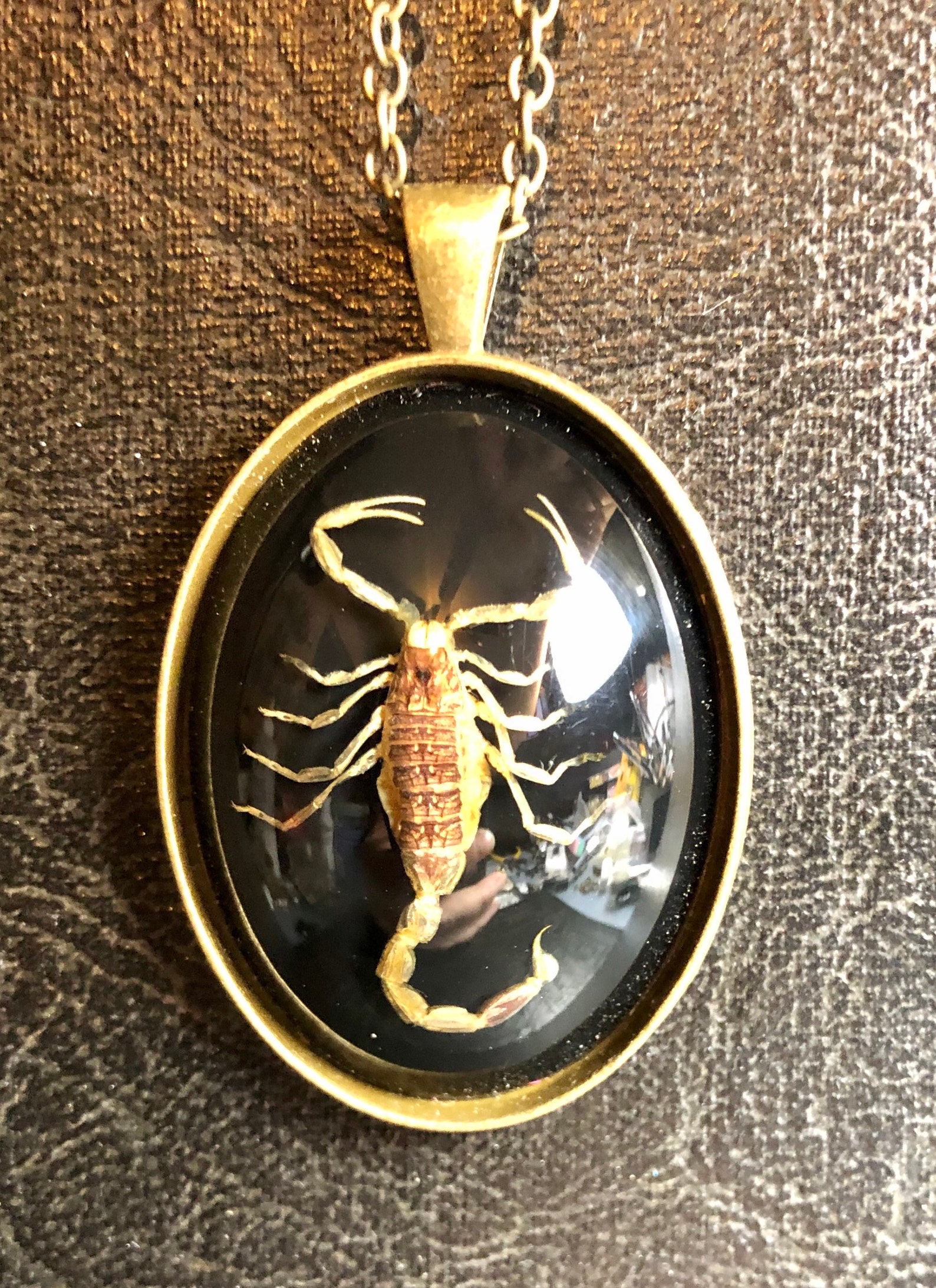 Scorpio Real Golden Yellow Bark Scorpion Specimen in Black Resin Cameo ...