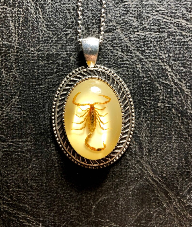 Real Golden Bark Scorpion Specimen in Resin Floating Entomology Insect ...