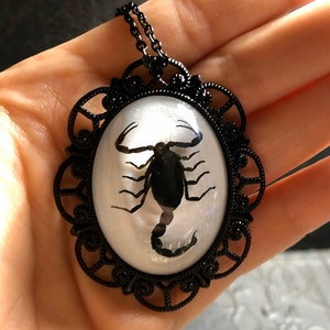 Huge Real Black Scorpion Preserved Arachnid Specimen in Resin - Etsy