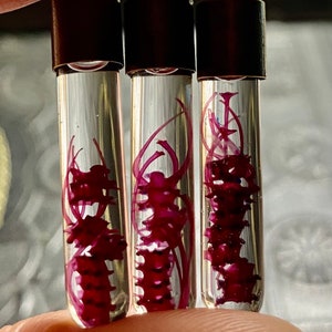 Real Diaphonized Snake Bones Visible Skeleton Pink Specimen Ribs ...