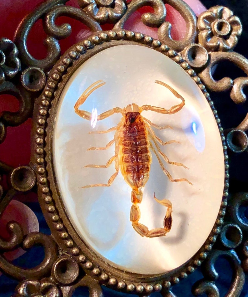 Real Golden Yellow Bark Scorpion Specimen in Resin Floating Entomology ...