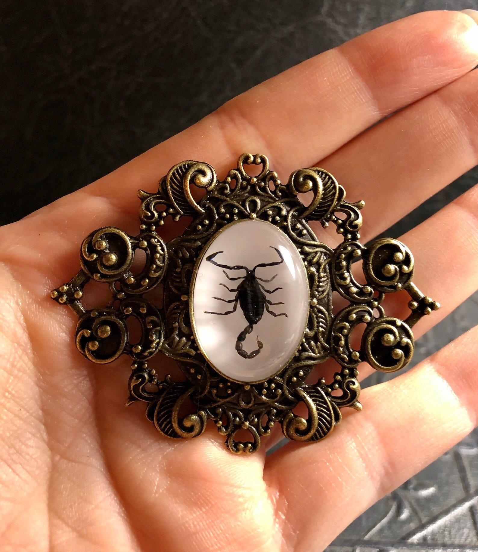 Huge Framed Real Black Scorpion Brooch Preserved Arachnid - Etsy