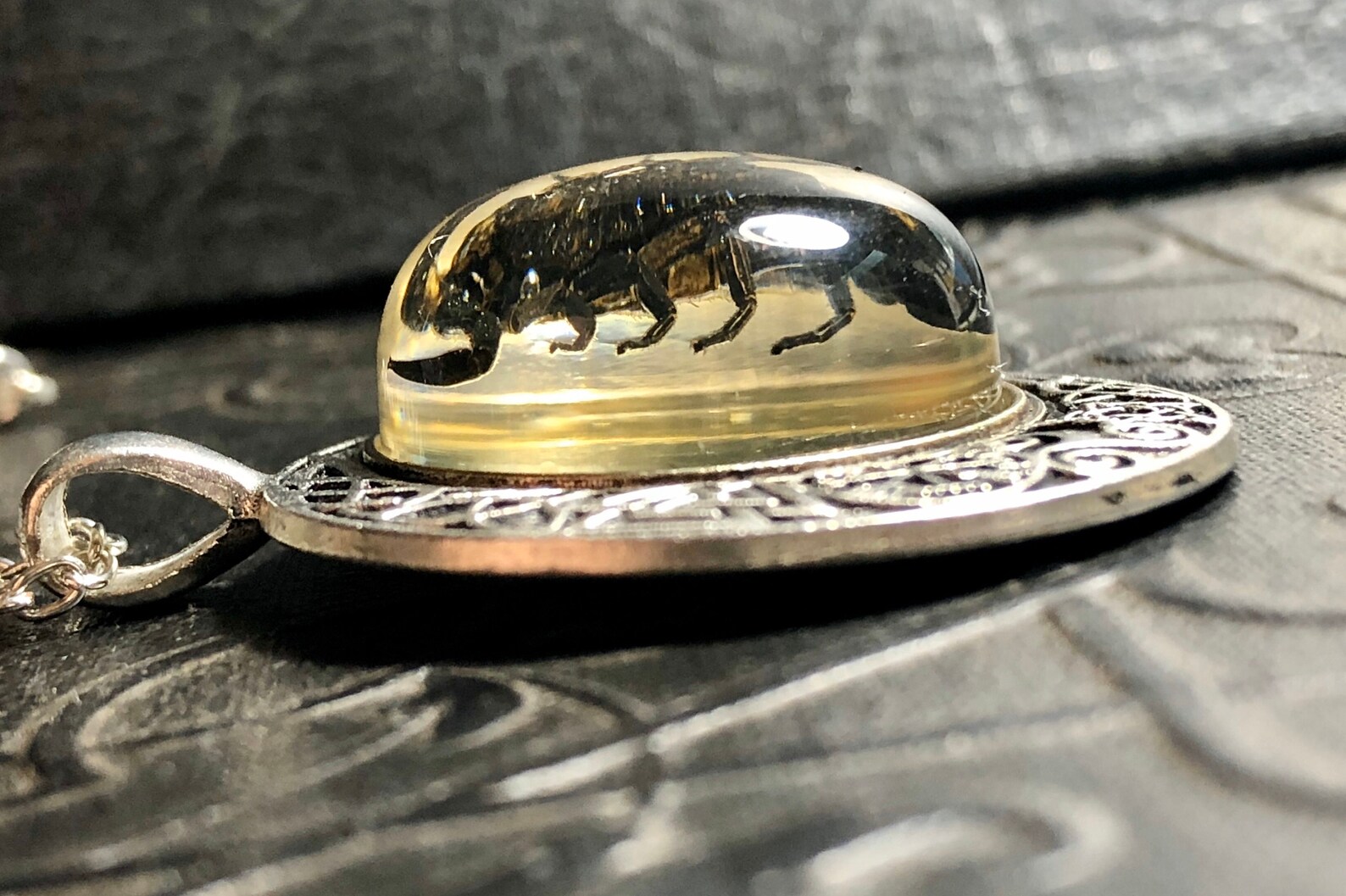 Viking Moon Black Scorpion Entomology Dead Insect Bug Specimen - Etsy