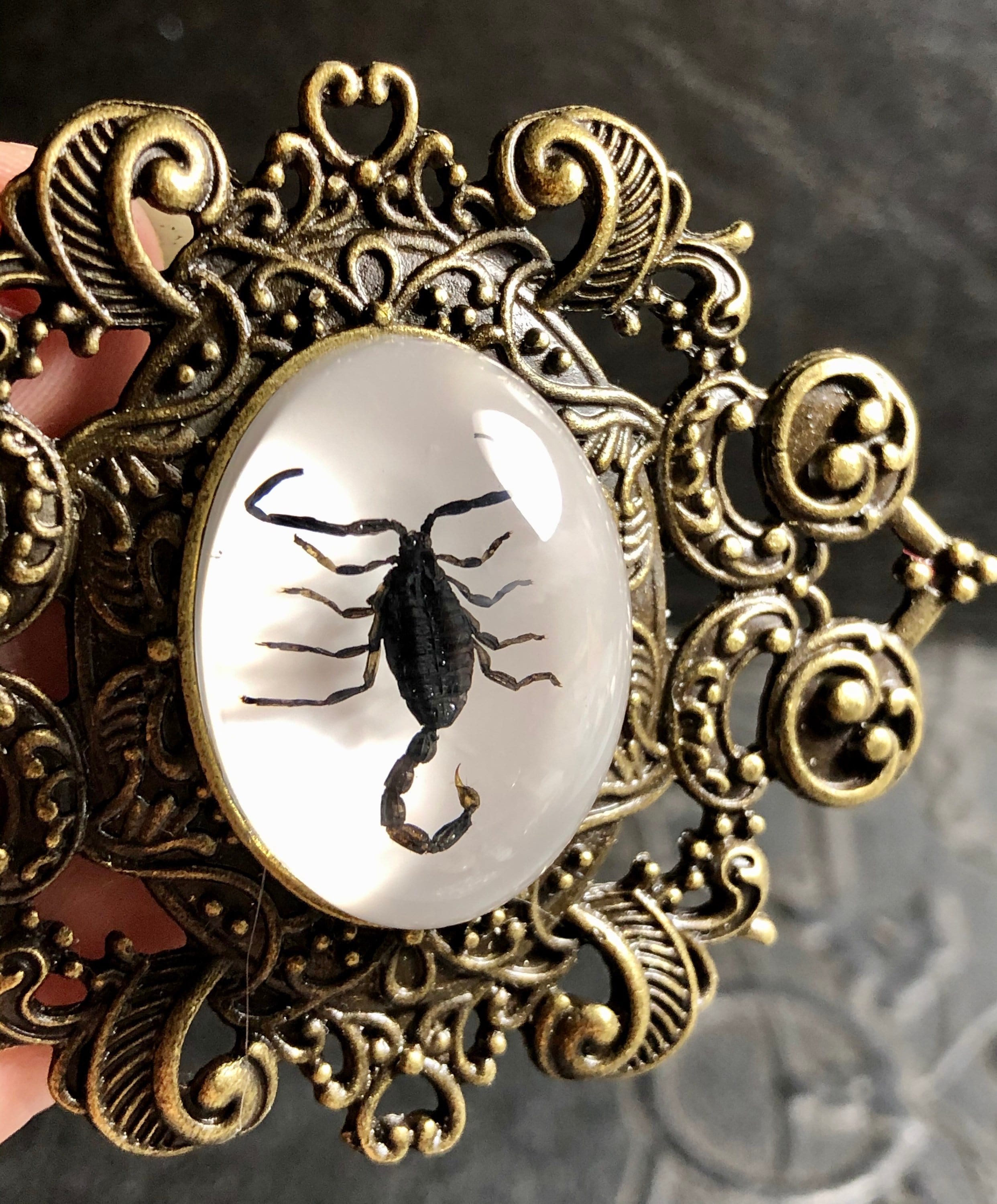 Huge Framed Real Black Scorpion Brooch Preserved Arachnid | Etsy