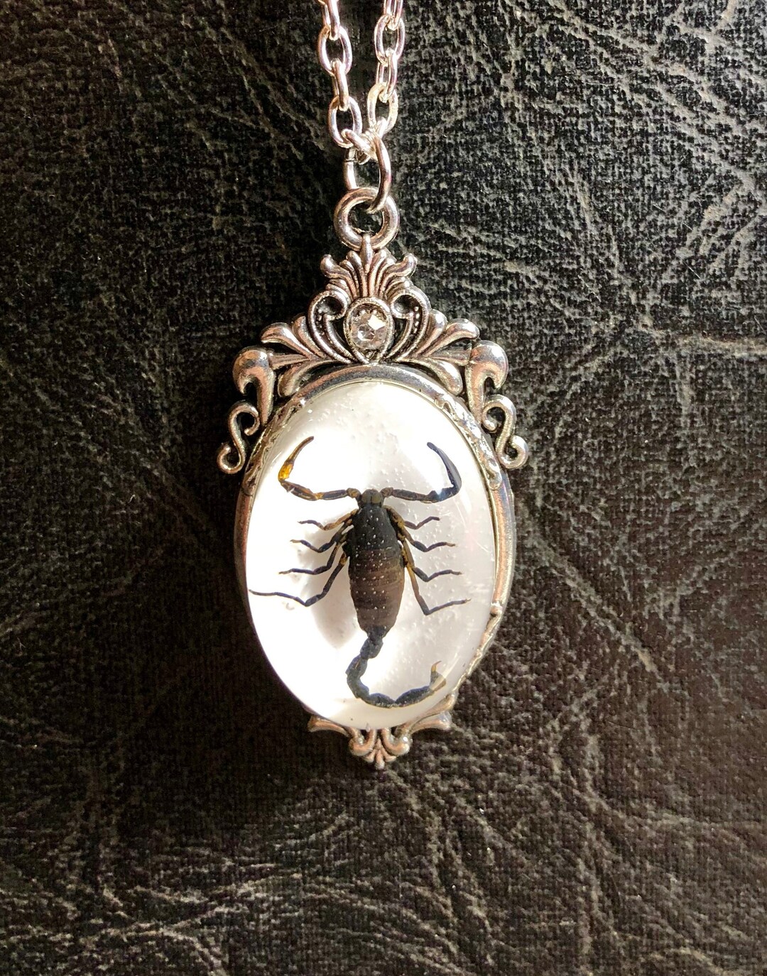 Scorpio Black Scorpion Entomology Dead Insect Bug Specimen in Resin ...