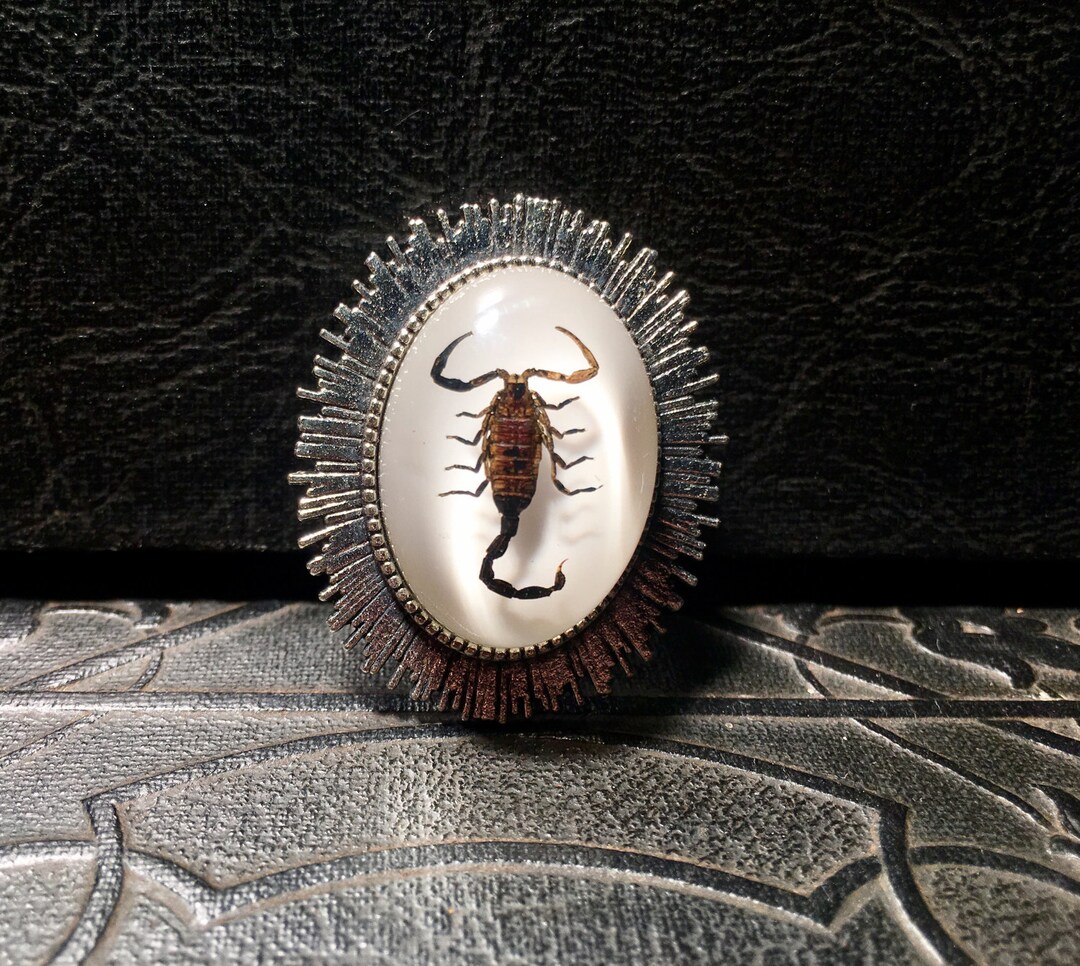 Real Black Scorpion Brooch Silver Ray of Light Preserved Arachnid ...