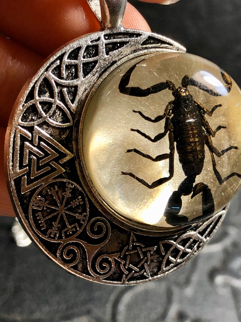 Viking Moon Black Scorpion Entomology Dead Insect Bug Specimen - Etsy