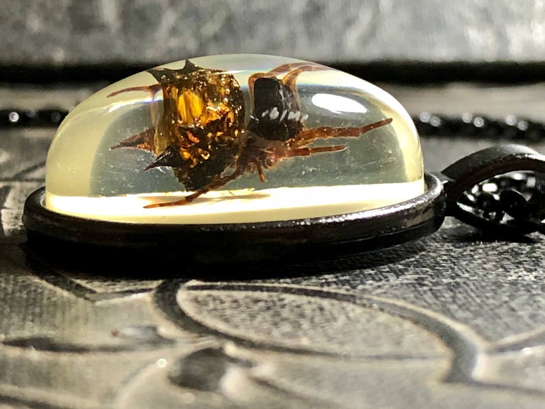 Simple Black Spiny Orb Weaver Spider Specimen in Plain Resin - Etsy