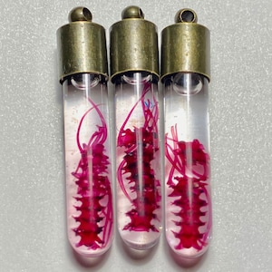 Real Diaphonized Snake Bones Visible Skeleton Pink Specimen Ribs ...